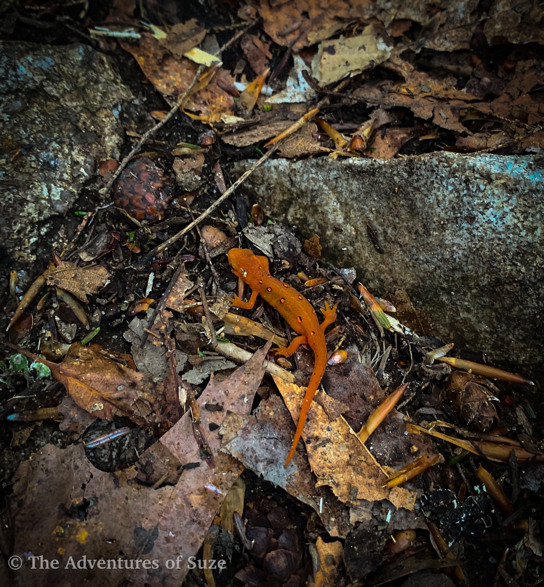 Mt. Morgan and Mt. Percival loop – 2022 – The Adventures of Suze