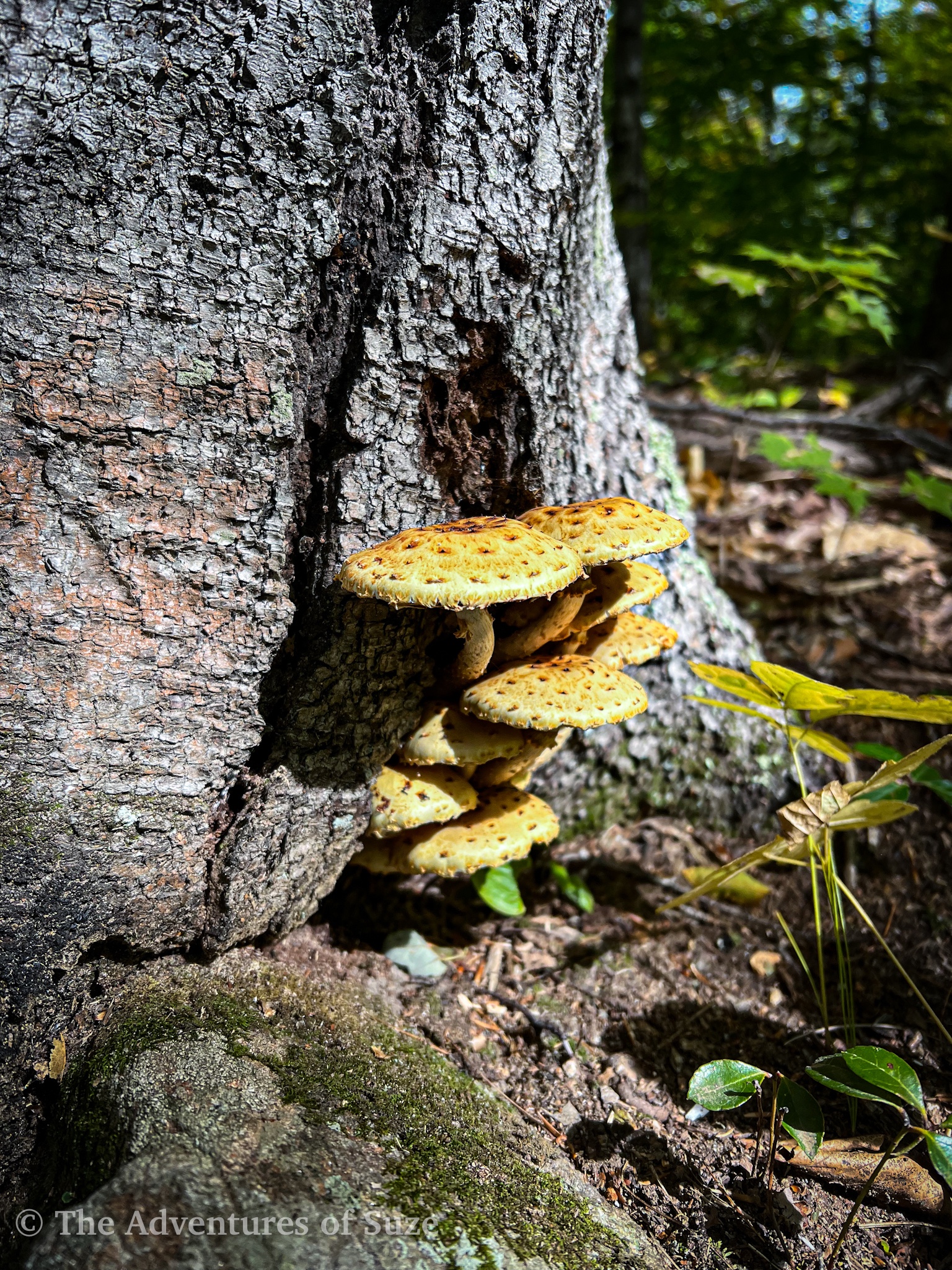 Mt. Morgan and Mt. Percival loop – New Hampshire – The Adventures of Suze